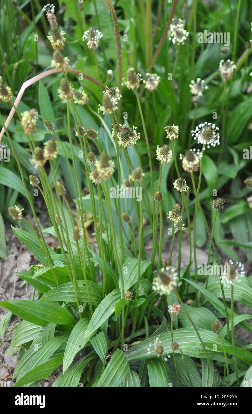 In the wild grows plantain lanceolate, plantago lanceolata Stock Photo ...