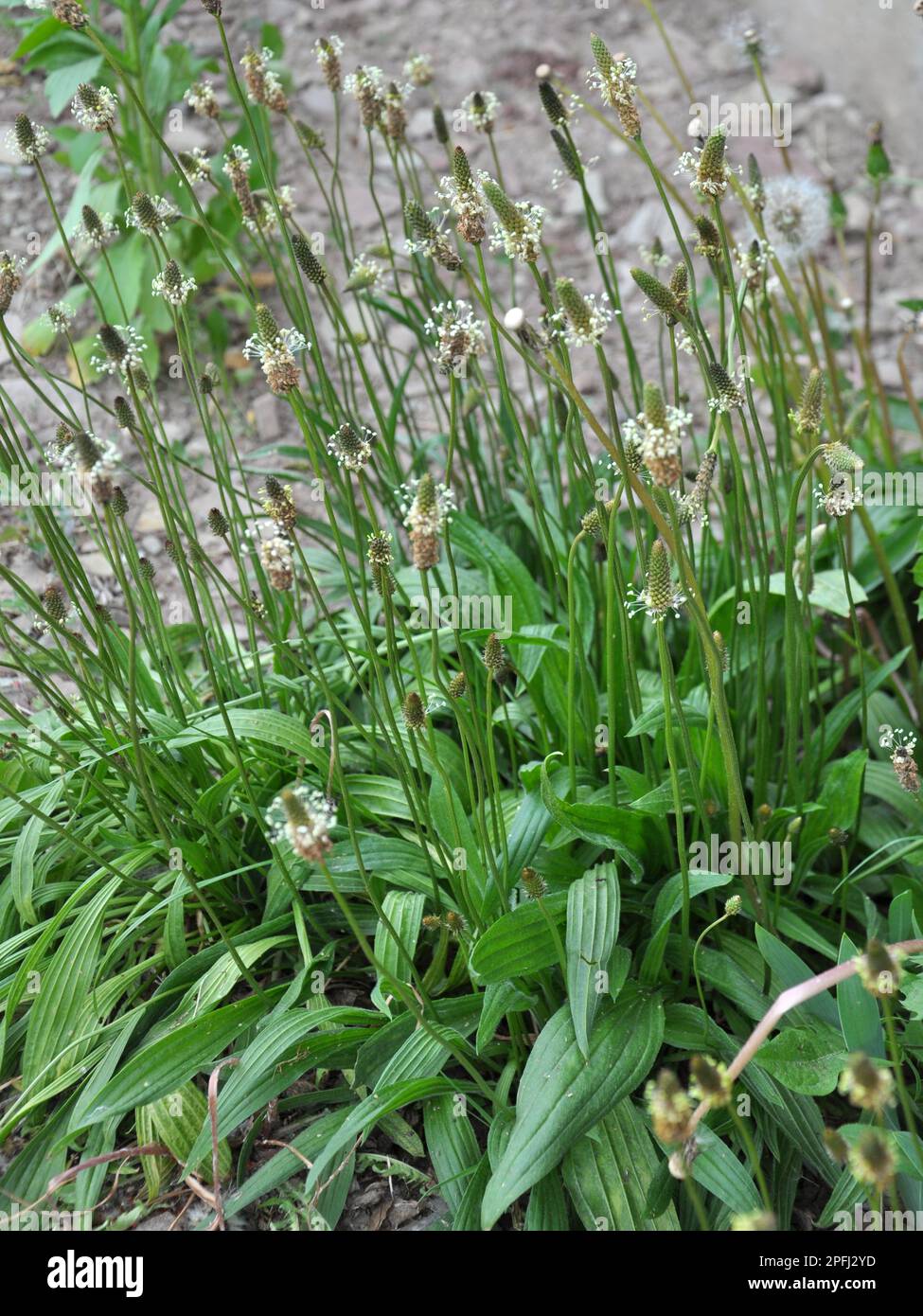 In the wild grows plantain lanceolate, plantago lanceolata Stock Photo ...