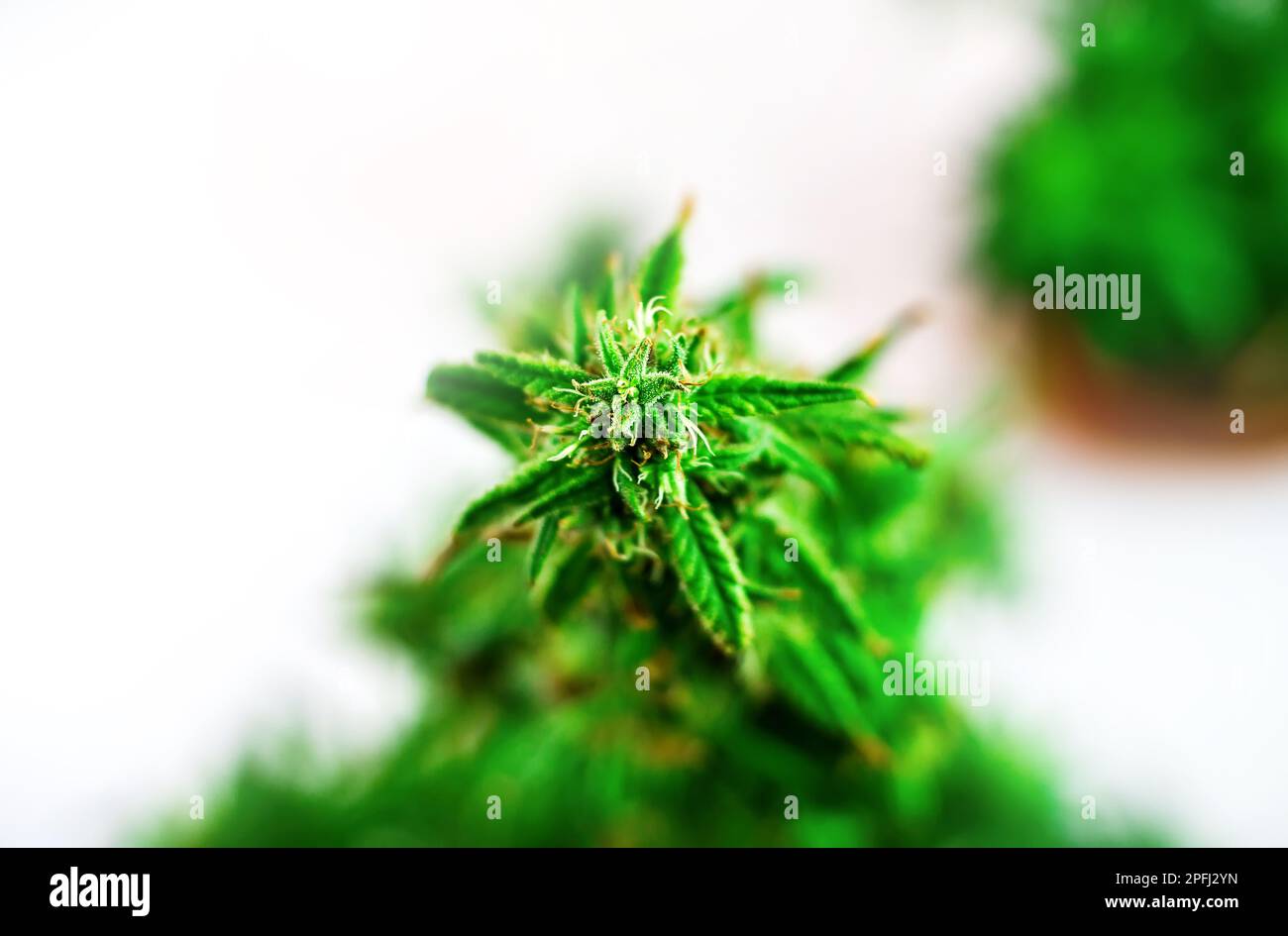 Indoor Cannabis plant, branch of marijuana on a white background Stock ...