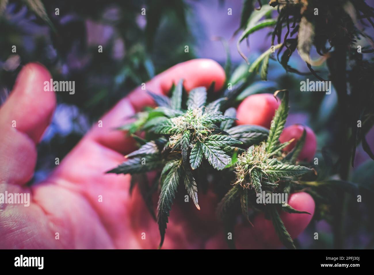 Hand holding Indoor Cannabis plant, branch of marijuana on a white ...