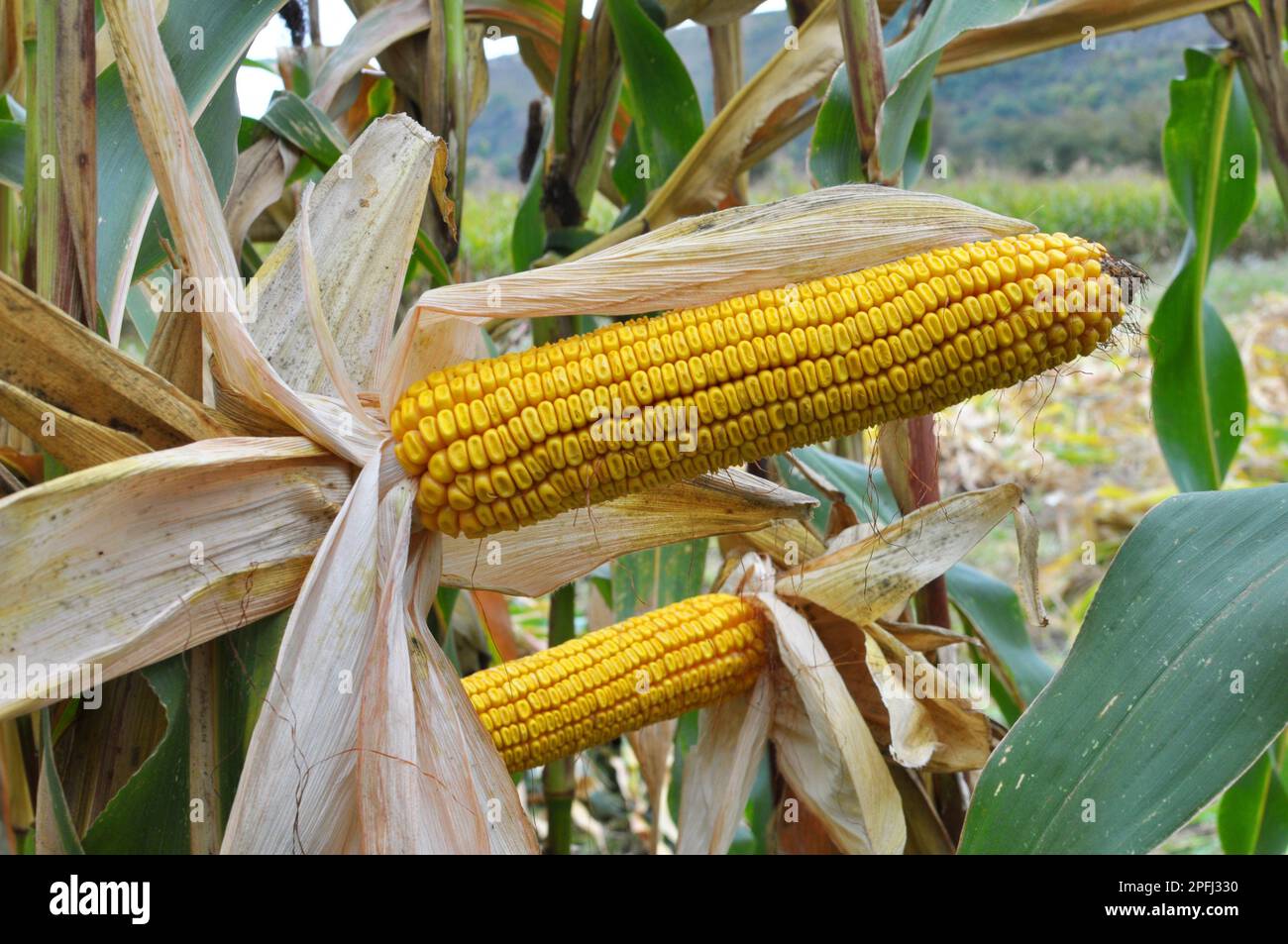 Harvest at corn field hi-res stock photography and images - Alamy