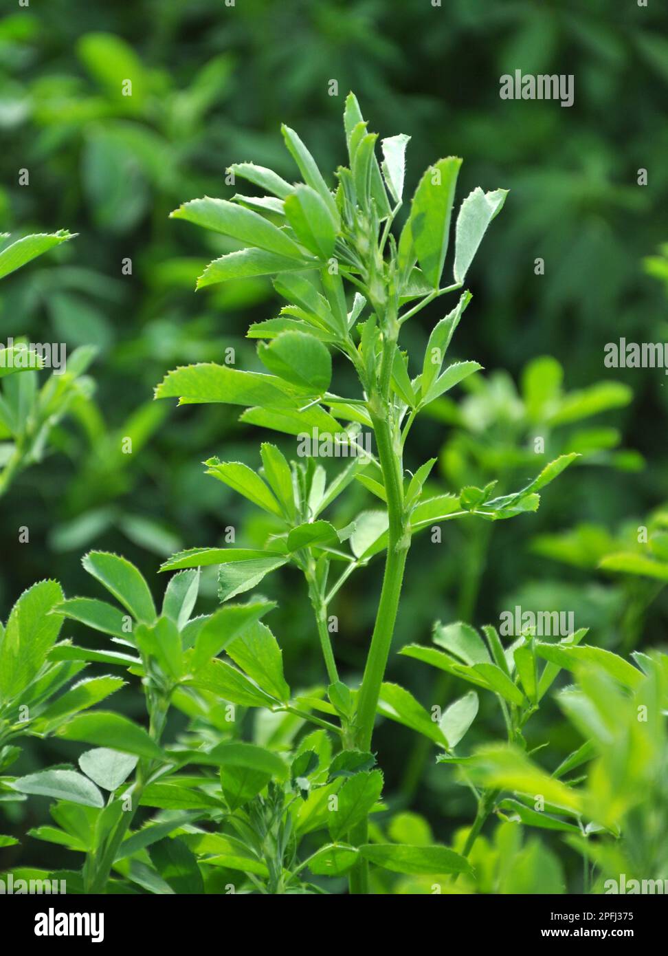 In the spring farm field young alfalfa grows Stock Photo - Alamy