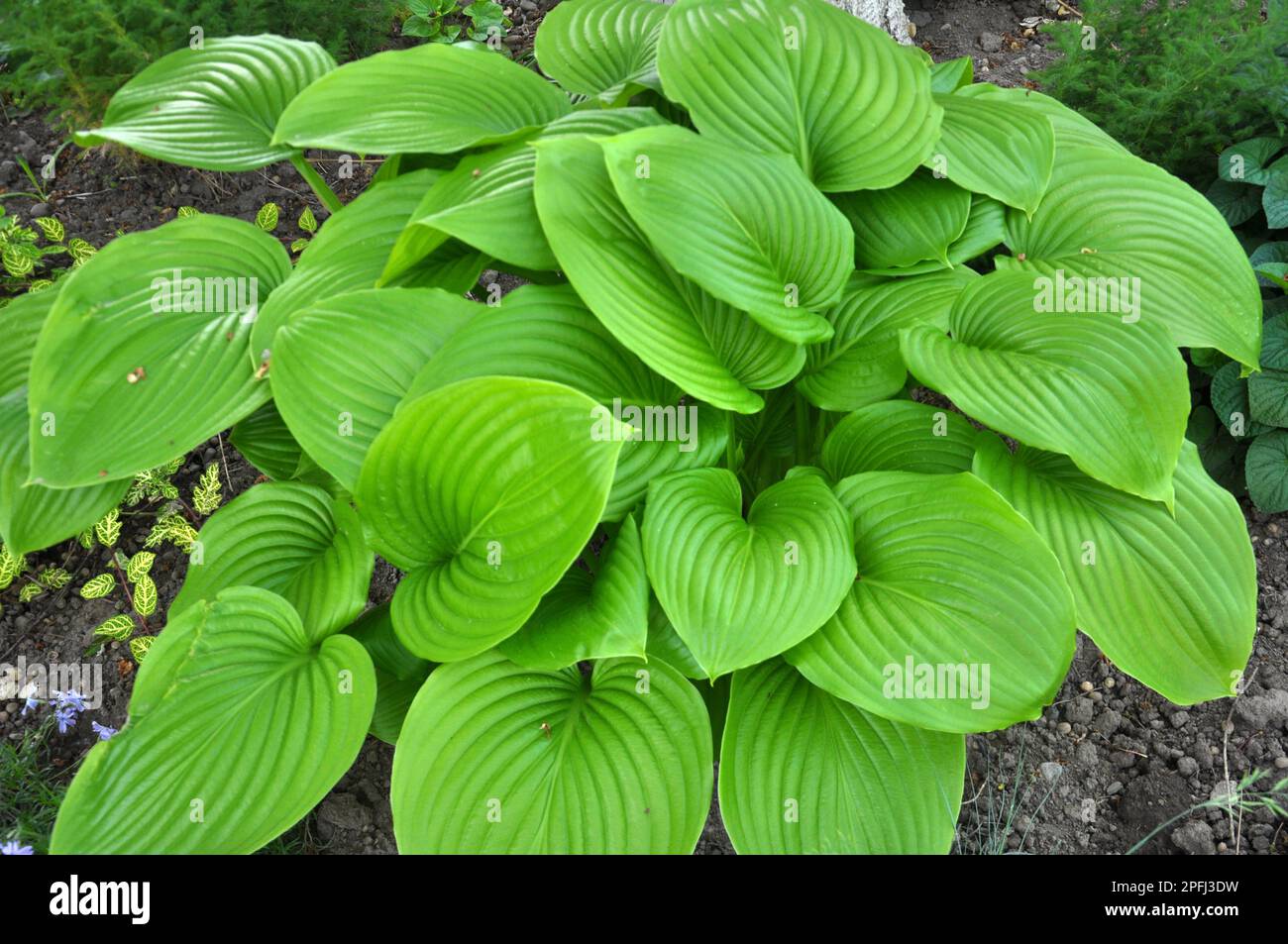 In the spring the hosta grows in the garden Stock Photo - Alamy