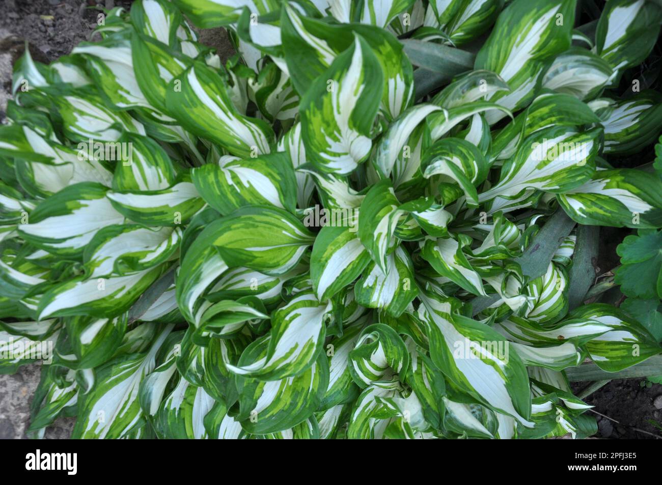 In the spring the hosta grows in the garden Stock Photo - Alamy