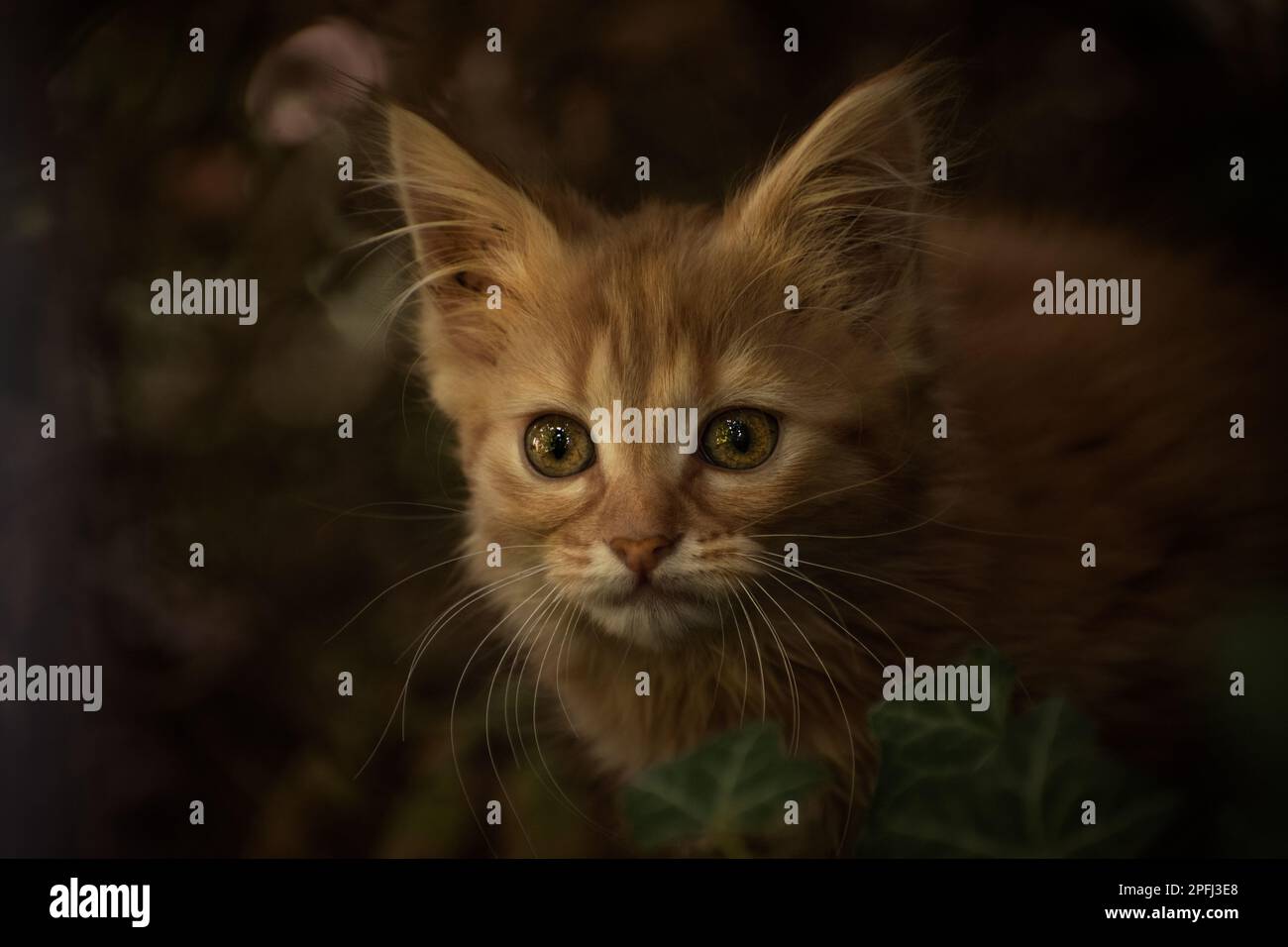 Street kitten hiding in a bush Stock Photo - Alamy