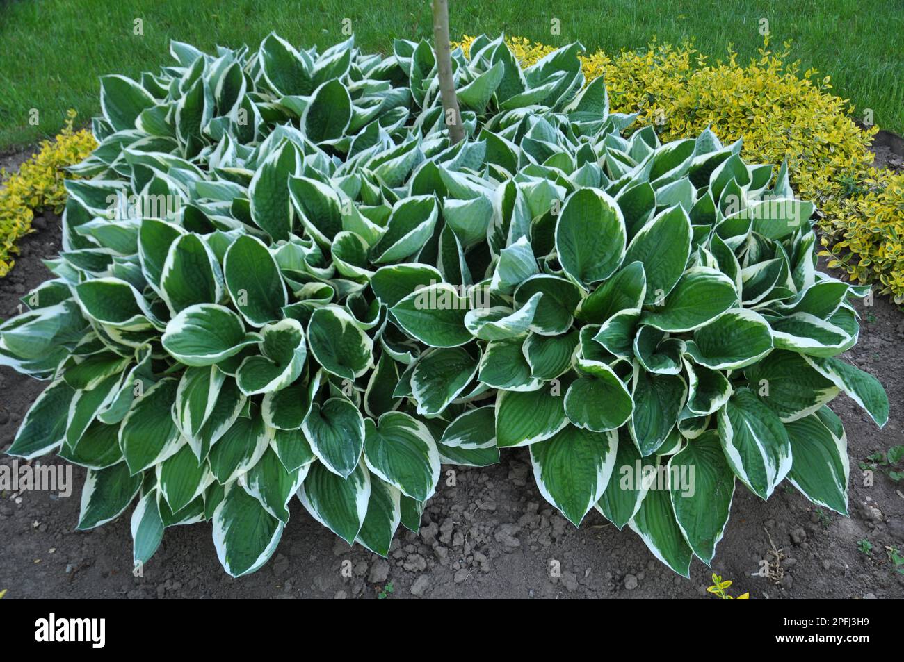 In the spring the hosta grows in the garden Stock Photo - Alamy