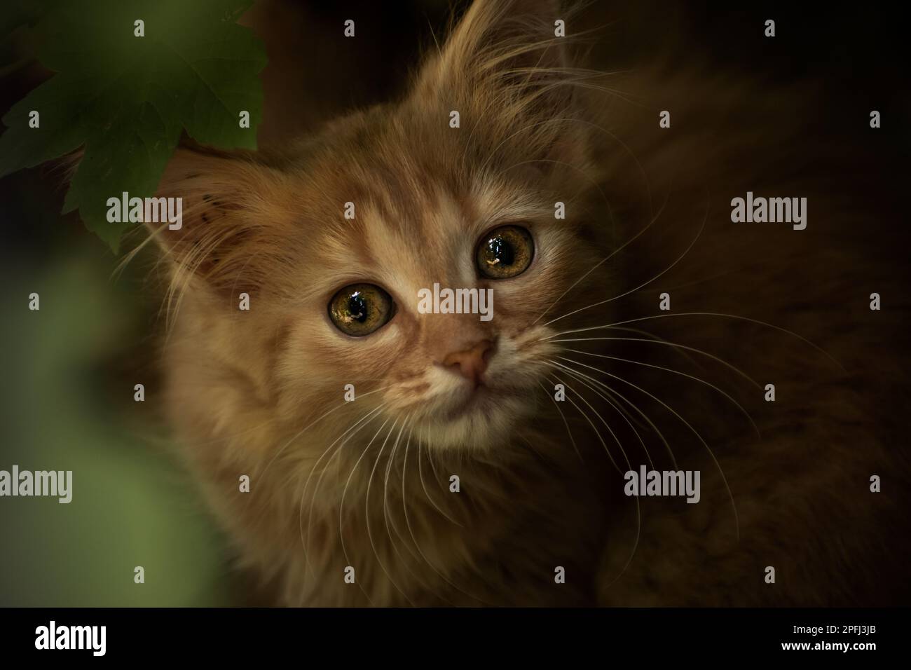 Street kitten hiding in a bush Stock Photo - Alamy