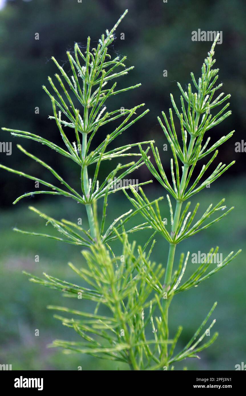 Horsetail field (Equisetum arvense) grows in the wild Stock Photo - Alamy