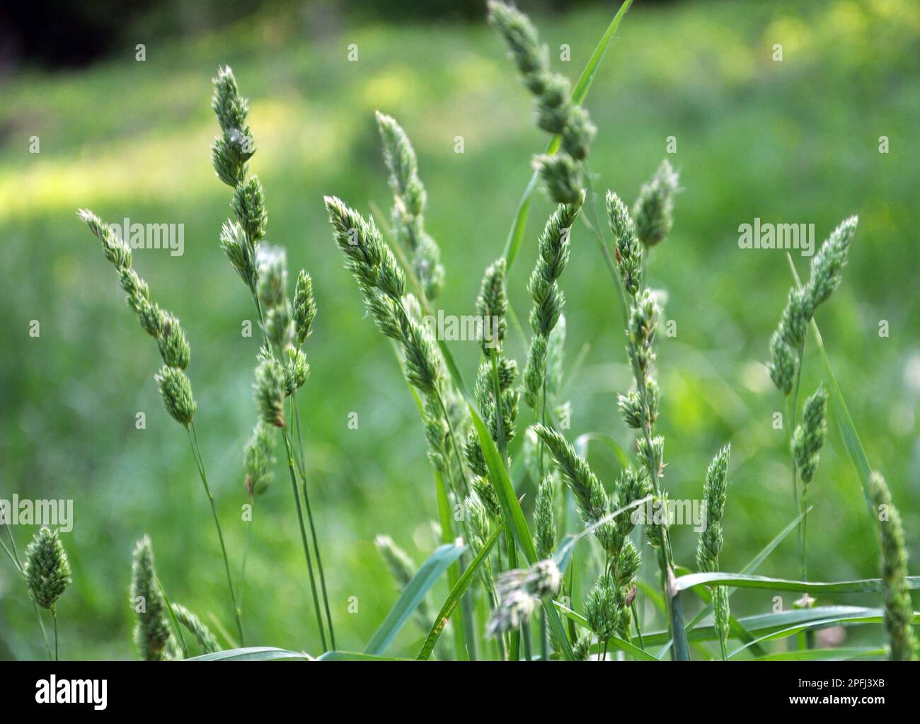 Valuable forage grass Dactylis glomerata grows in nature Stock Photo ...