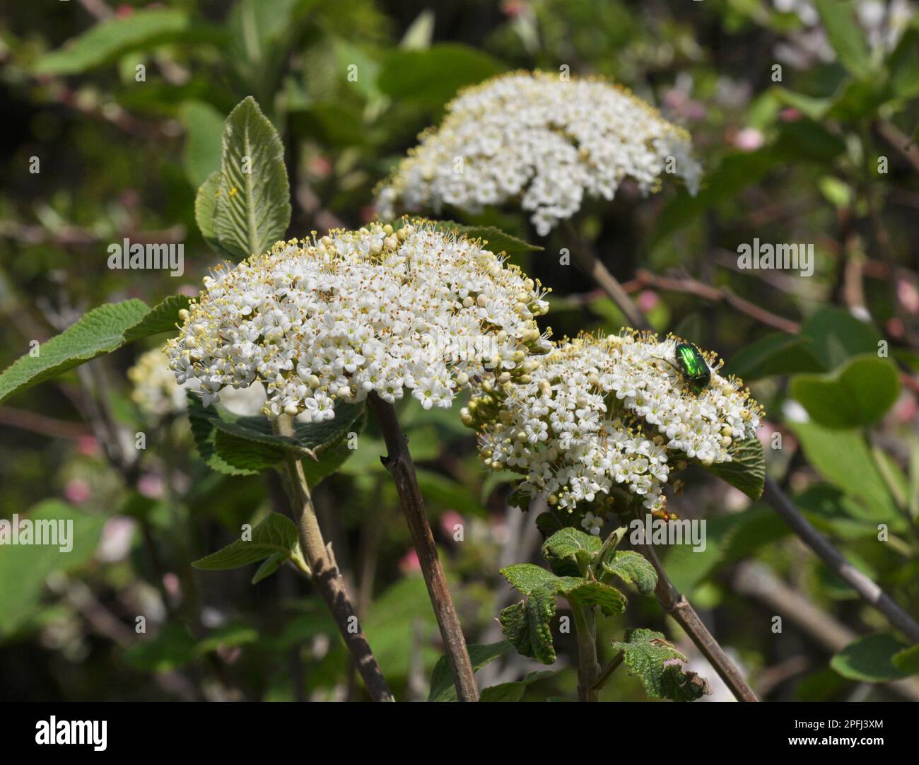 In the spring in the wild blossoms of viburnum (Viburnum lantana Stock ...