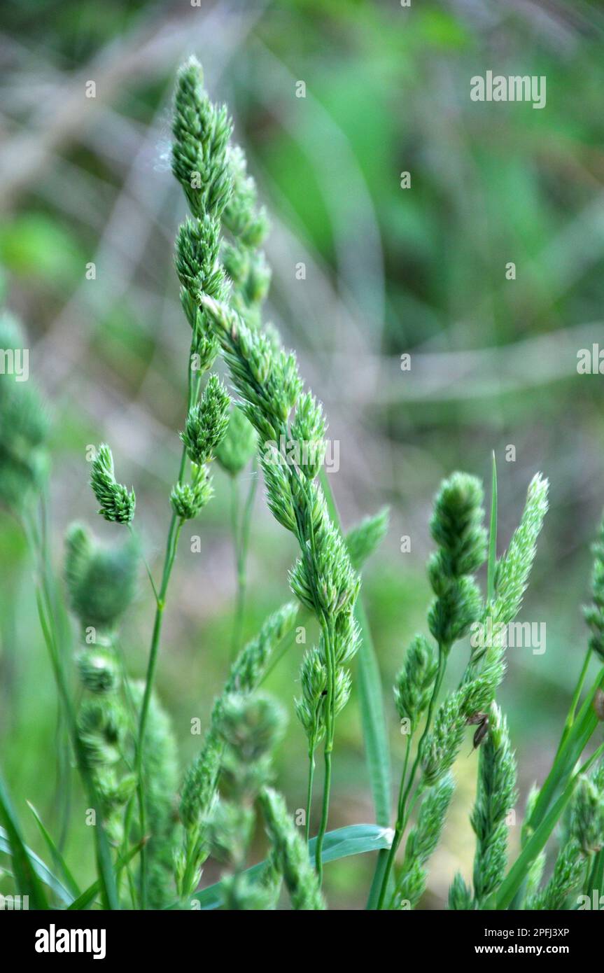 Valuable forage grass Dactylis glomerata grows in nature Stock Photo ...