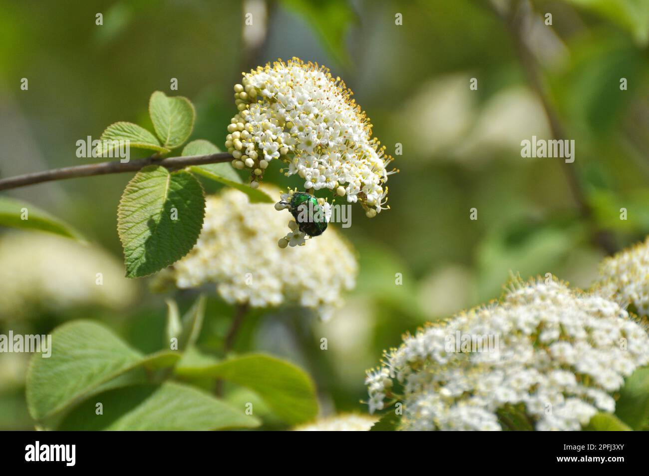 In the spring in the wild blossoms of viburnum (Viburnum lantana Stock ...