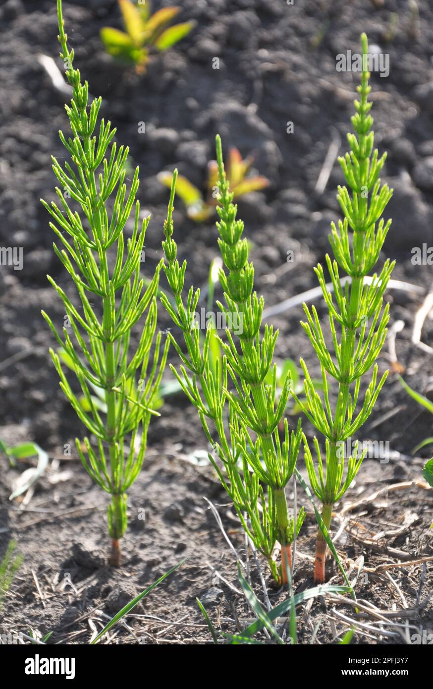Horsetail field (Equisetum arvense) grows in the wild Stock Photo - Alamy