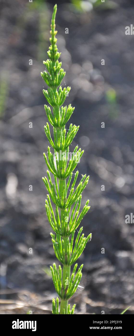 Horsetail field (Equisetum arvense) grows in the wild Stock Photo - Alamy
