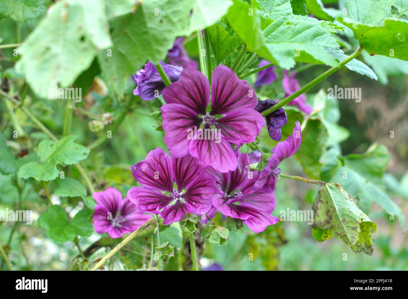 Mallow, malva sylvestris forest grows in the wild Stock Photo - Alamy