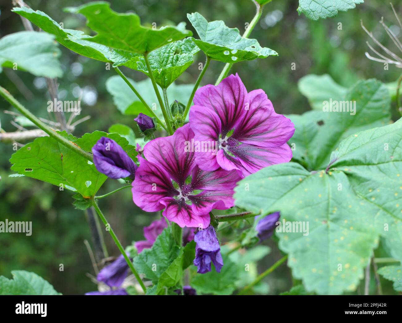 Mallow, malva sylvestris forest grows in the wild Stock Photo - Alamy