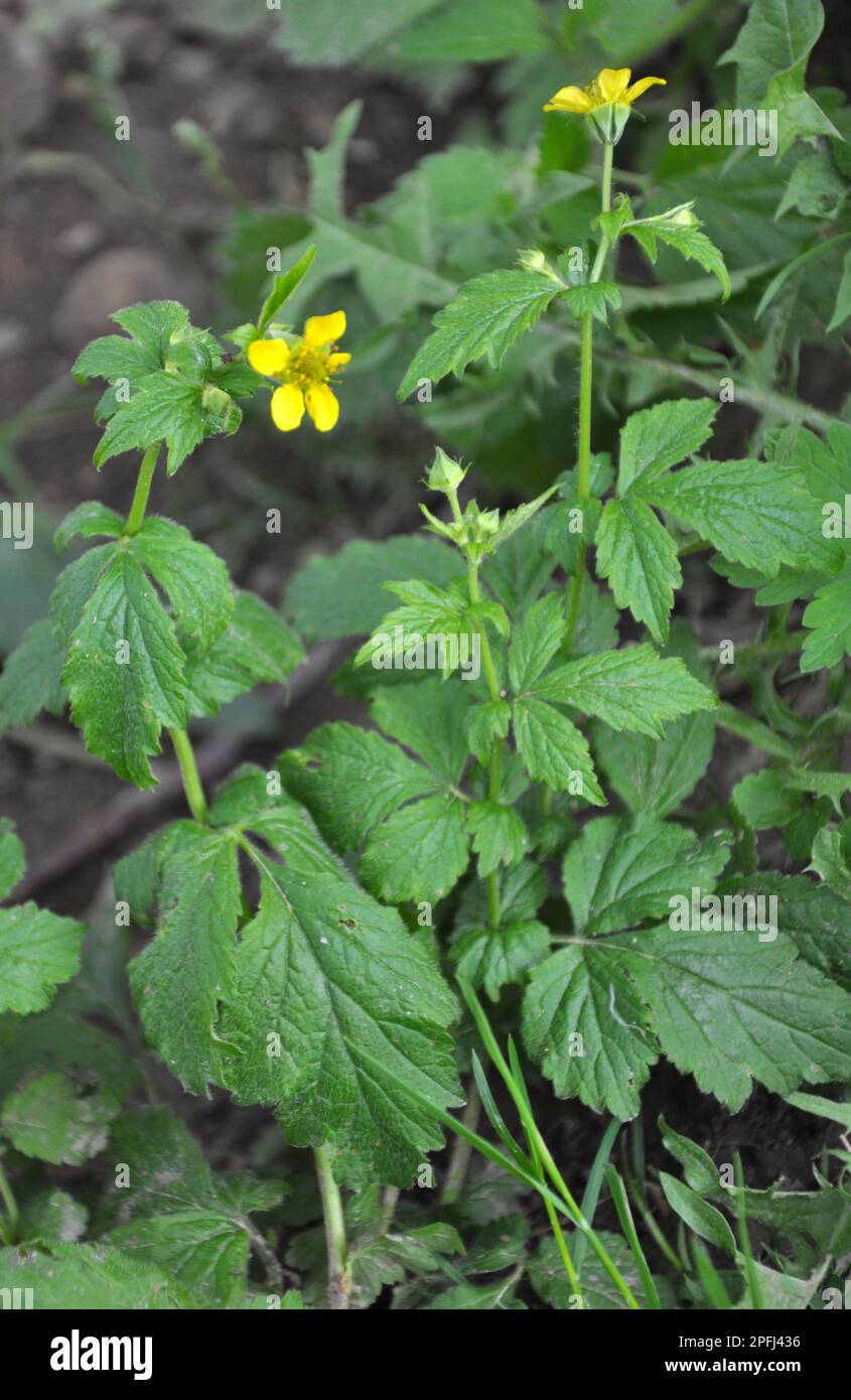 Geum urbanum grows in the wild among grasses Stock Photo - Alamy