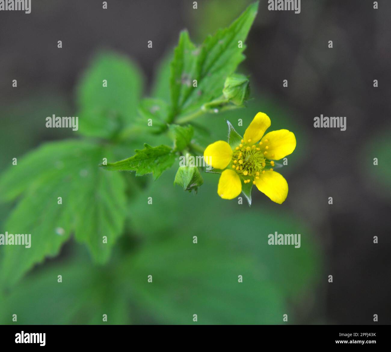 Geum urbanum grows in the wild among grasses Stock Photo - Alamy