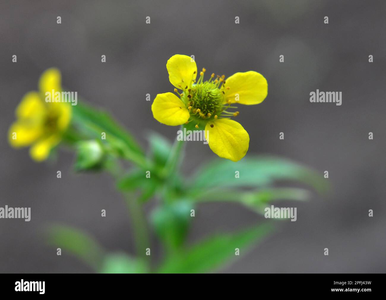 Geum urbanum grows in the wild among grasses Stock Photo - Alamy