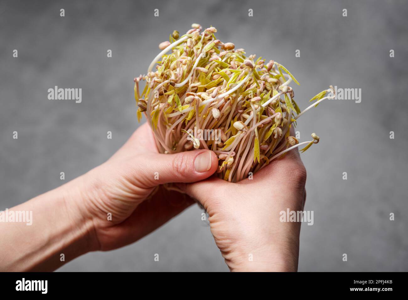 Sprouted mung beans in a hands over gray background. Micro green and ...