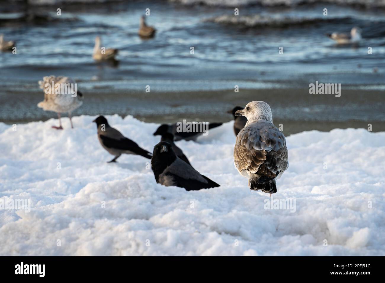 Glaucous-winged Gulls and Hooded crows standing in Snow next to the ...