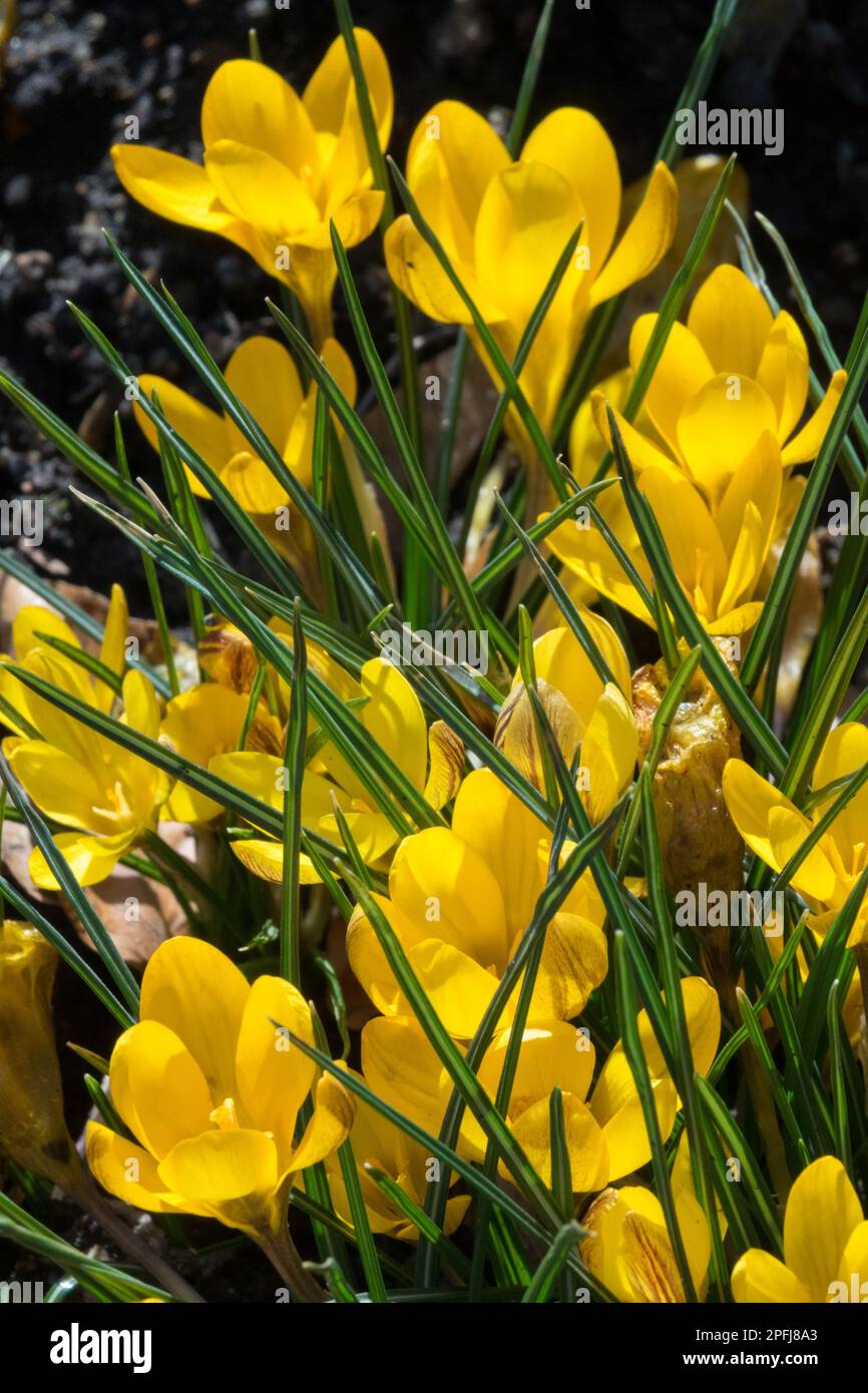 Dark plants hi-res stock photography and images - Alamy