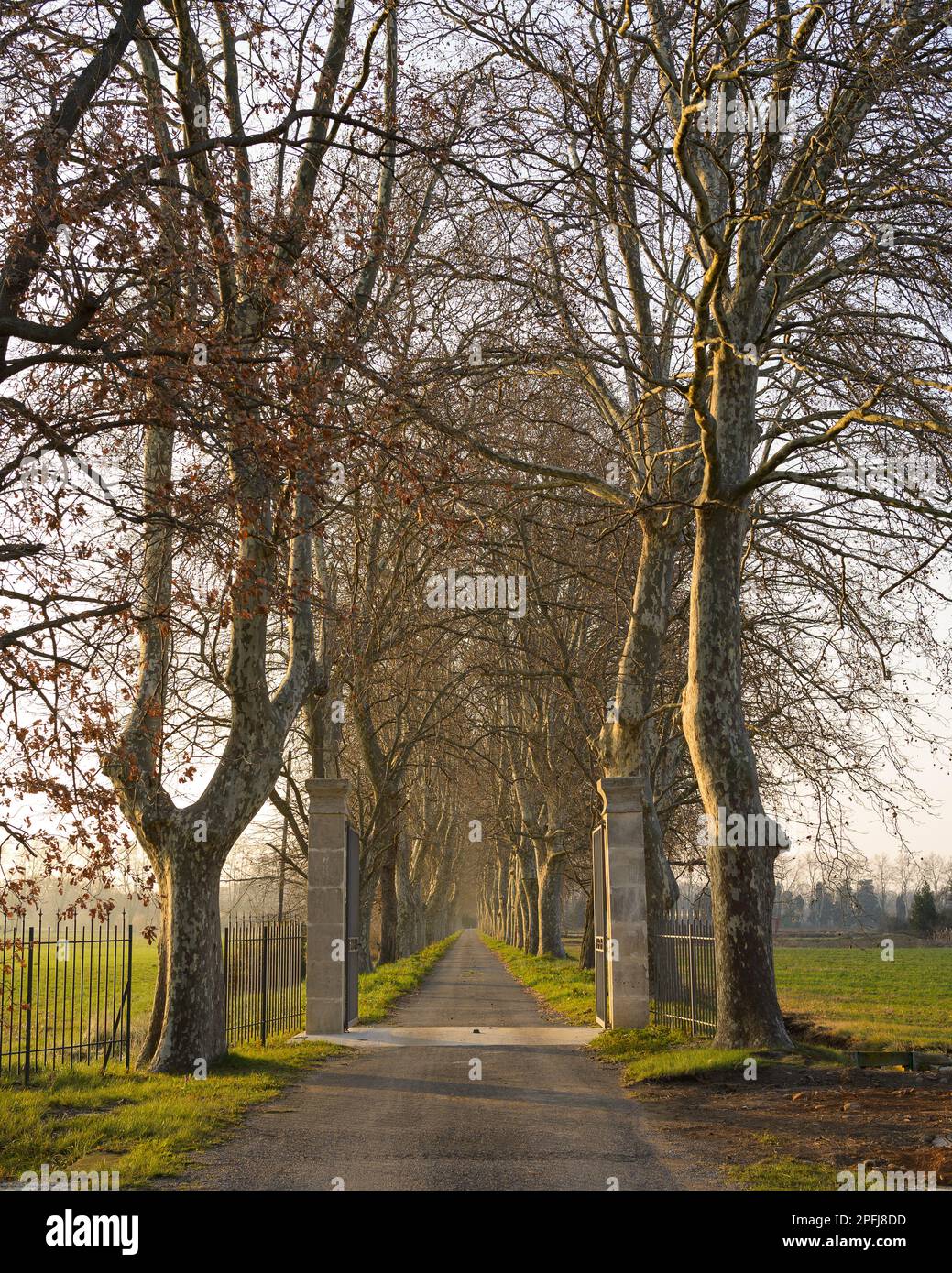 Plane trees in provence hi-res stock photography and images - Alamy