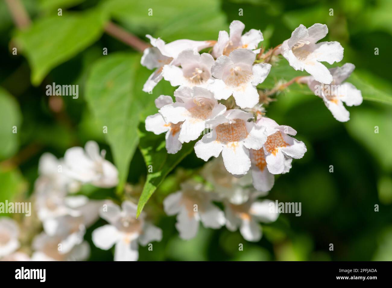 Close up of beautybush (linnaea amabilis) flowers in bloom Stock Photo ...