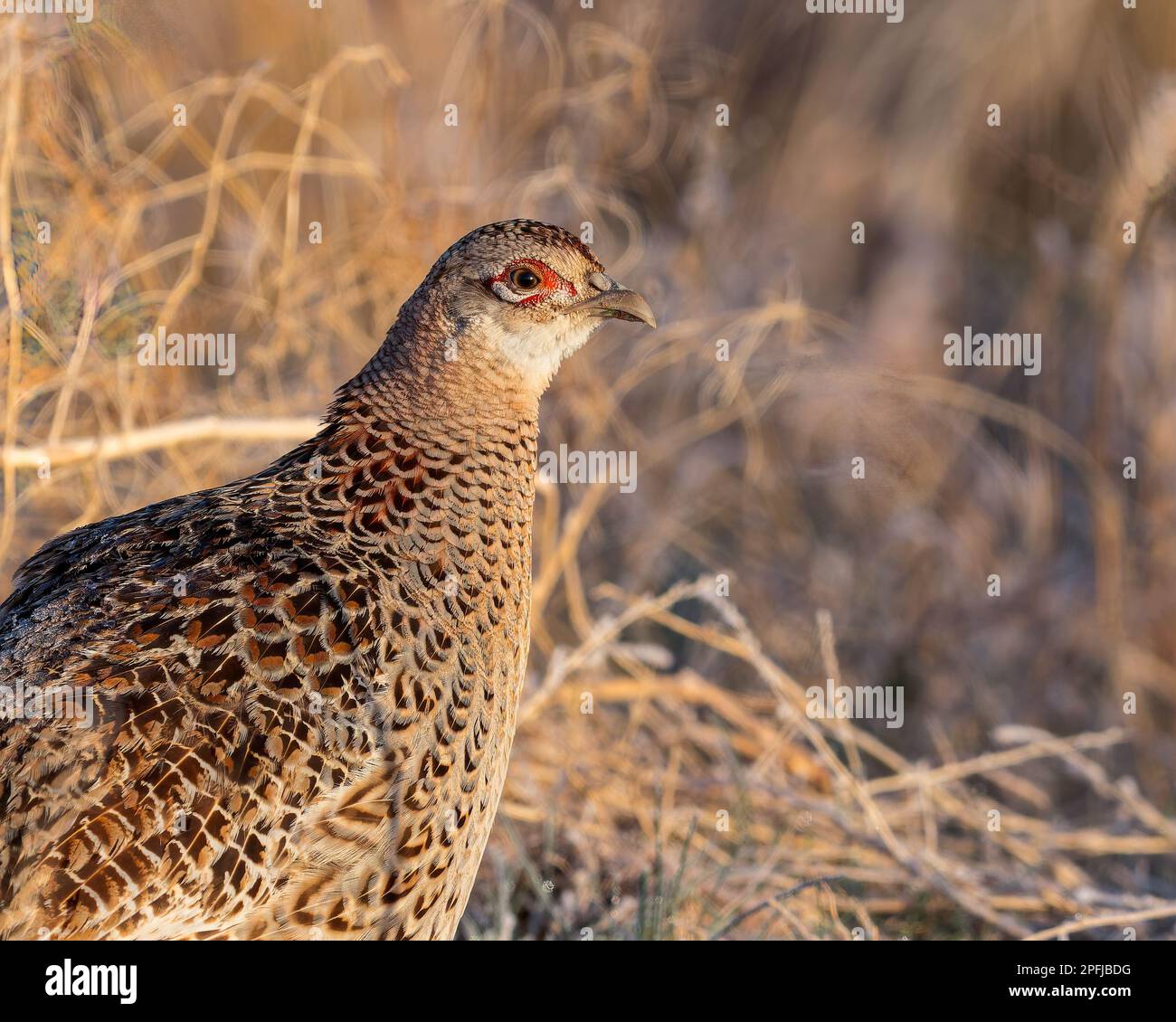 Hen pheasant in spring hi-res stock photography and images - Alamy