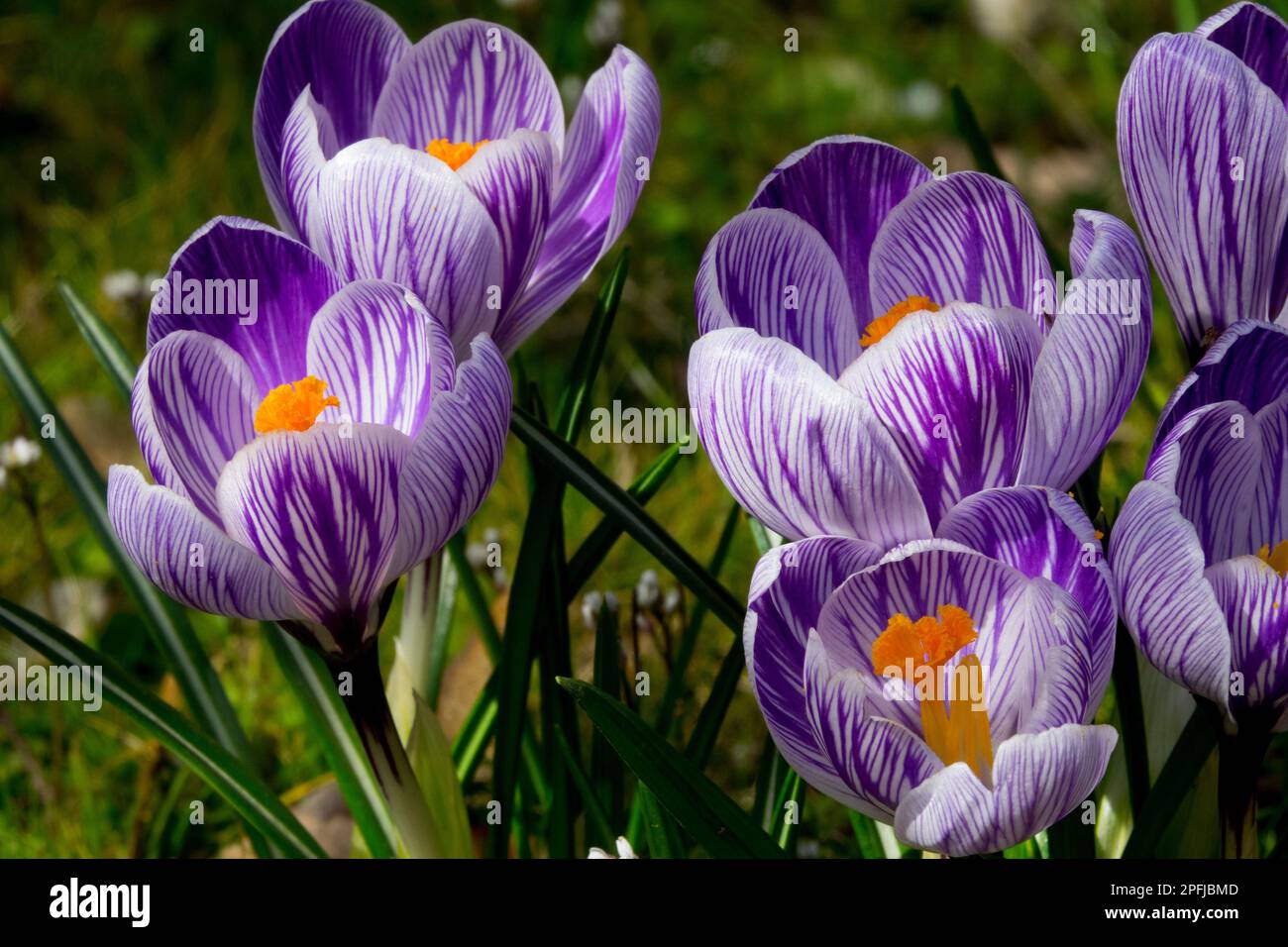 Early bloomers flowers Crocus Lawn Stock Photo - Alamy