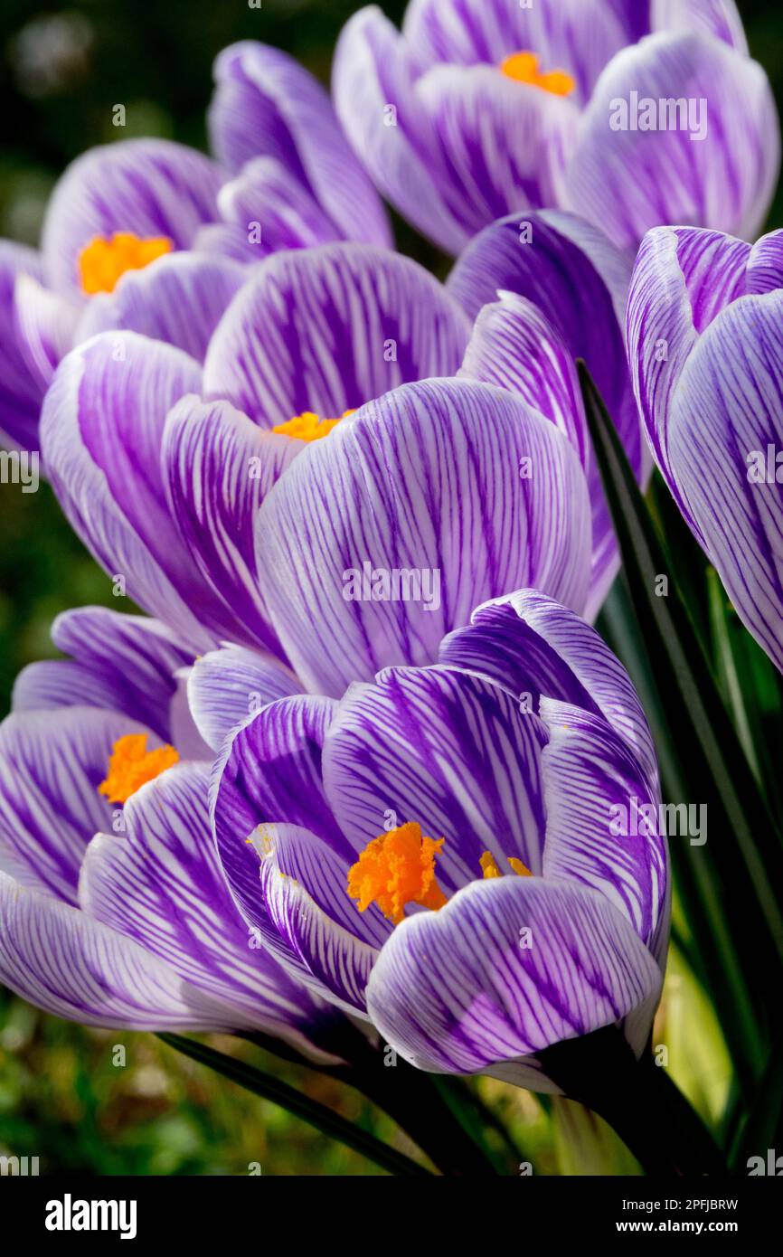 Crocus "Pickwick", Veined, Flower, Portrait striped crocus Stock Photo ...