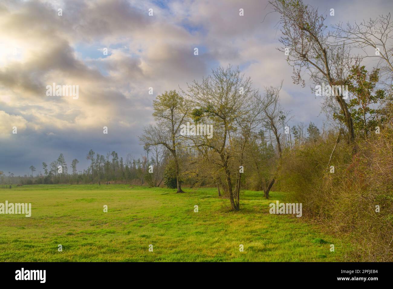 Trees grass growing field cloudy sky cloud sky hi-res stock photography ...