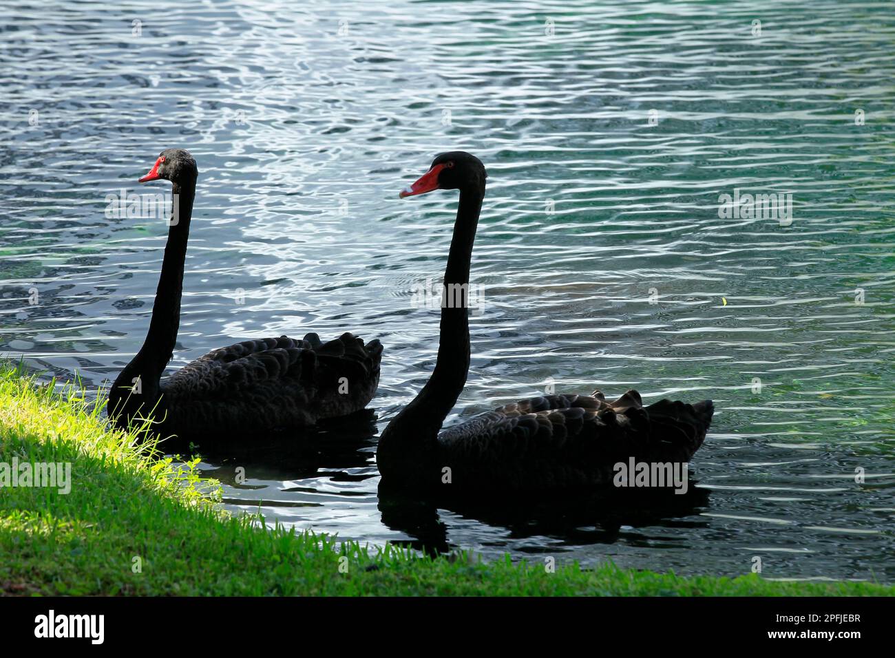 AVENTURA-MIAMI-FLORIDA-USA- 25-07-2414-A couple Swans are seen in an ...