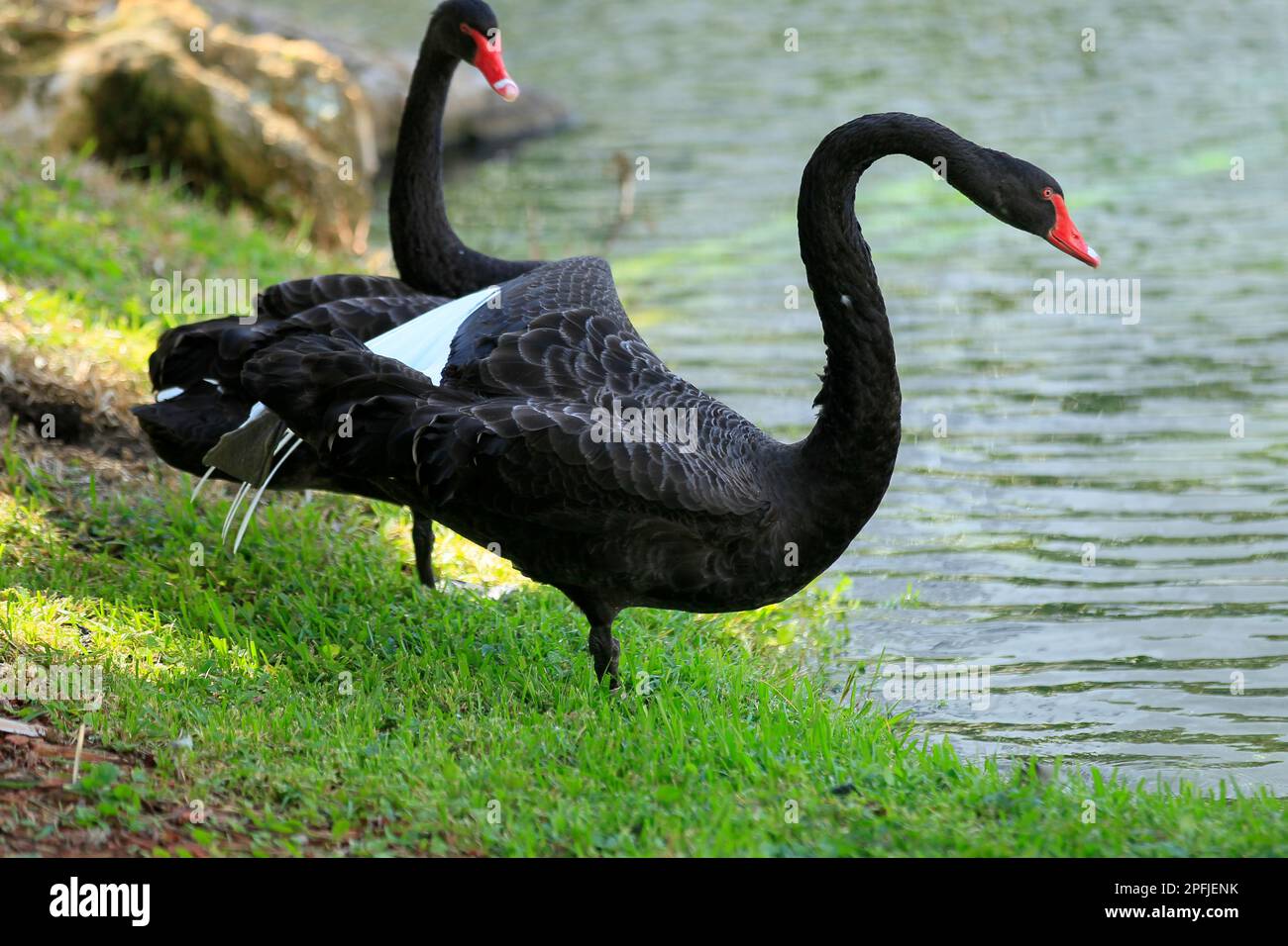 AVENTURA-MIAMI-FLORIDA-USA- 25-07-2414-A couple Swans are seen in an ...