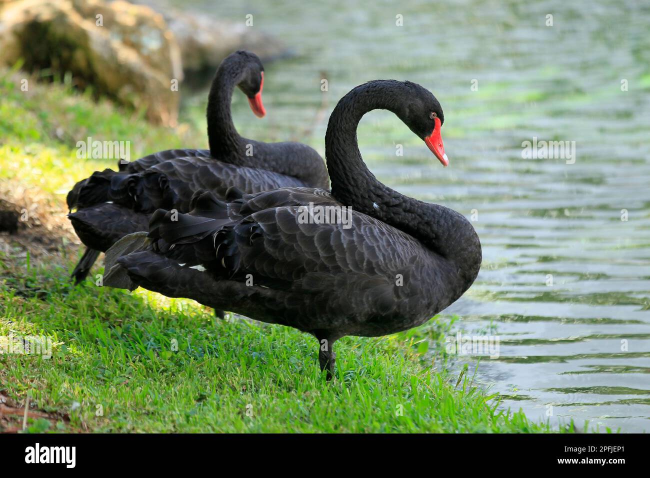 AVENTURA-MIAMI-FLORIDA-USA- 25-07-2414-A couple Swans are seen in an ...
