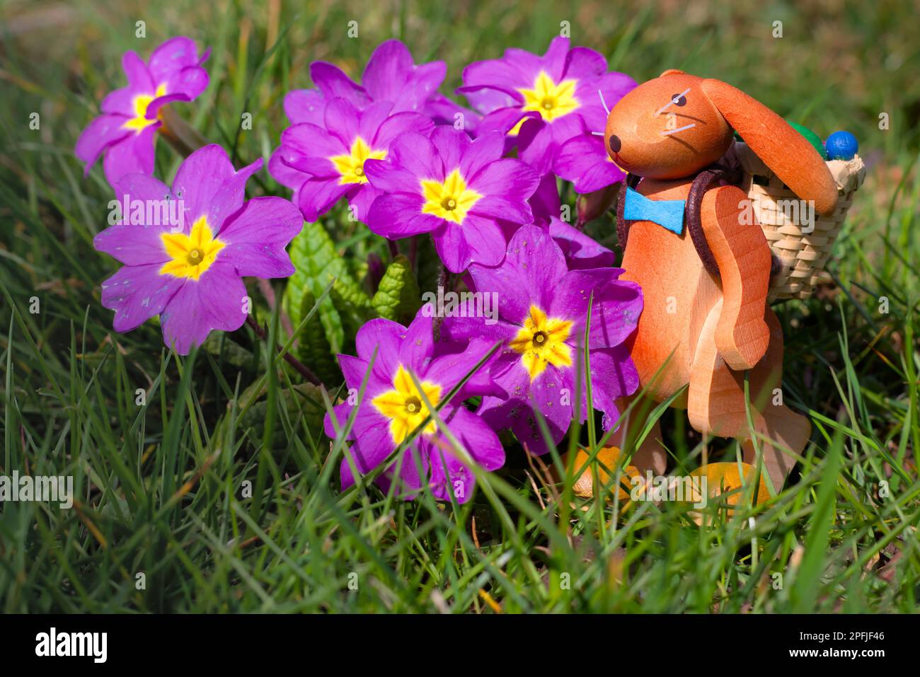 An easter bunny is jumping on a meadow with with primroses. Easter is ...