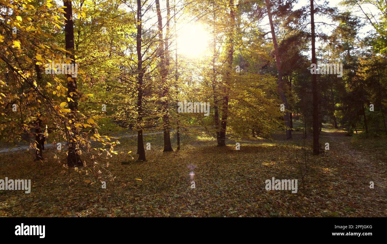 Autumn park, sun between tree branches with yellow leaves on sunny ...