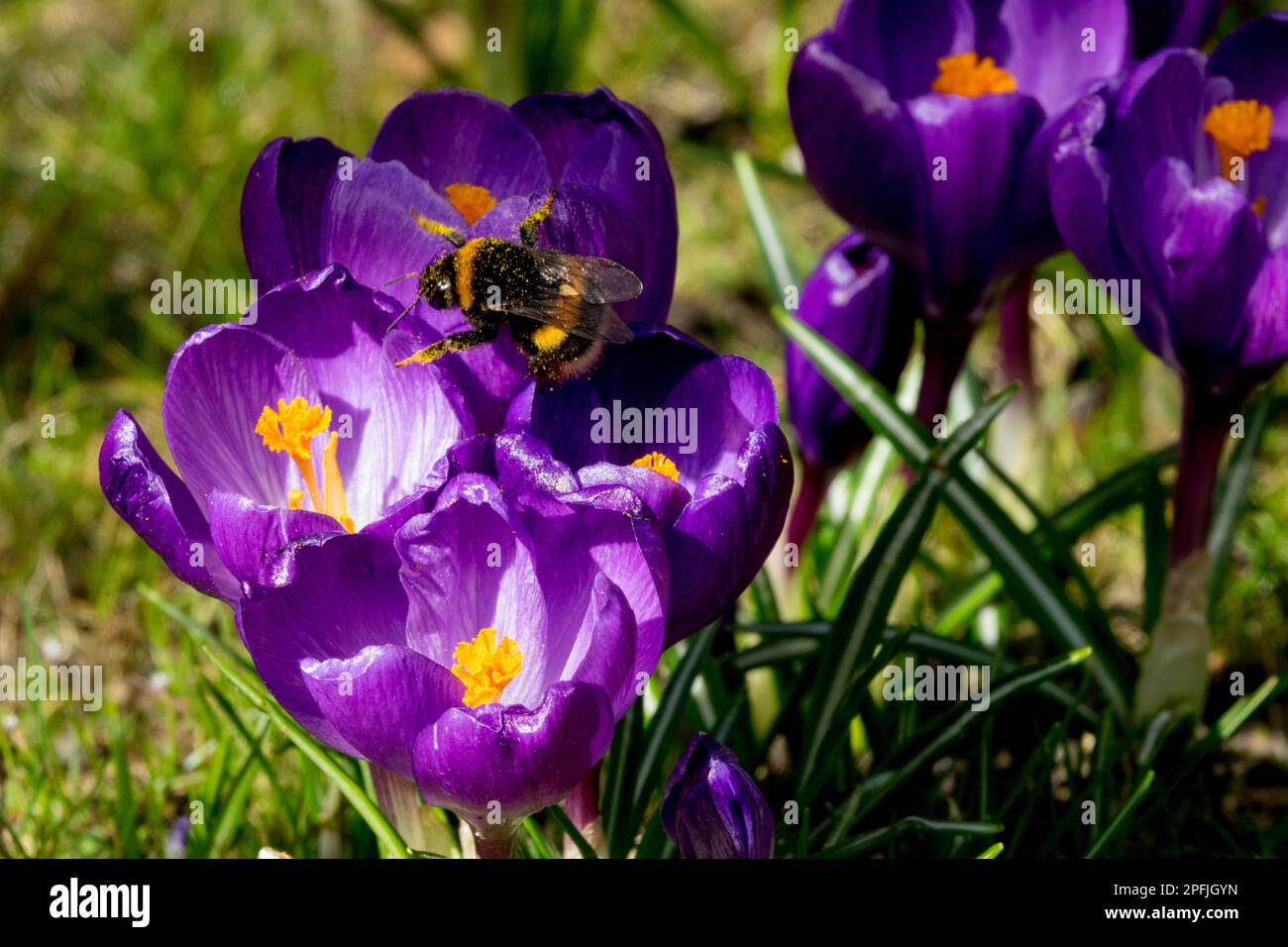 Bombus, Buff-tailed bumblebee, Early, Spring, Flowers, Bumble bee ...