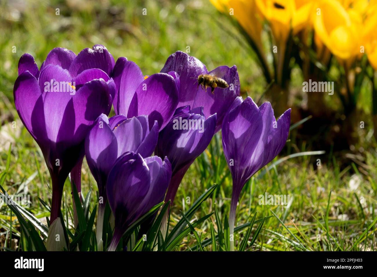 Blue crocuses in lawn bee flying above flowers Stock Photo - Alamy