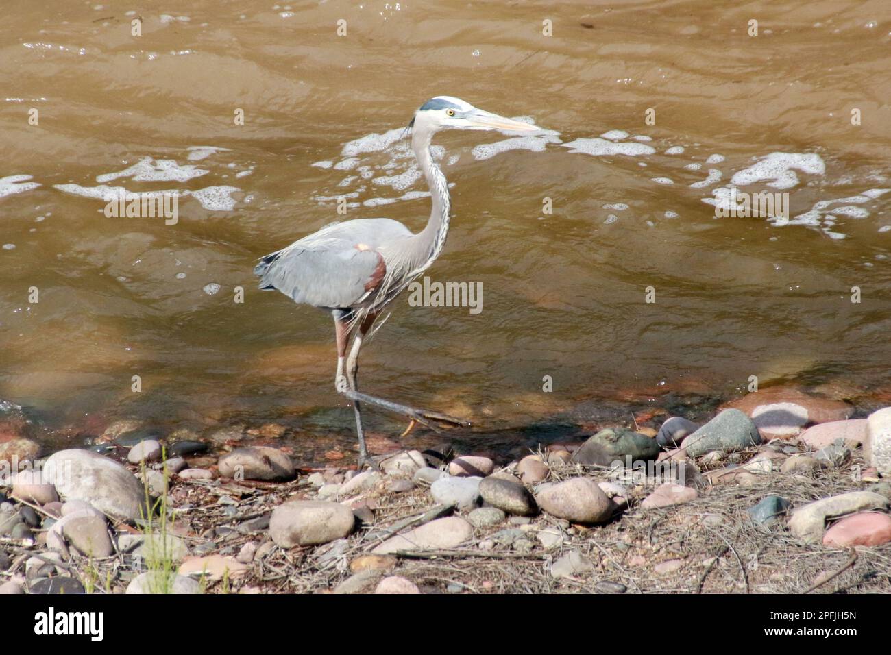 Great blue heron along the Salt River, Mesa, Arizona Stock Photo - Alamy