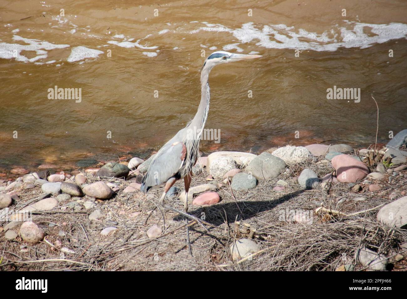 Great blue heron along the Salt River, Mesa, Arizona Stock Photo - Alamy