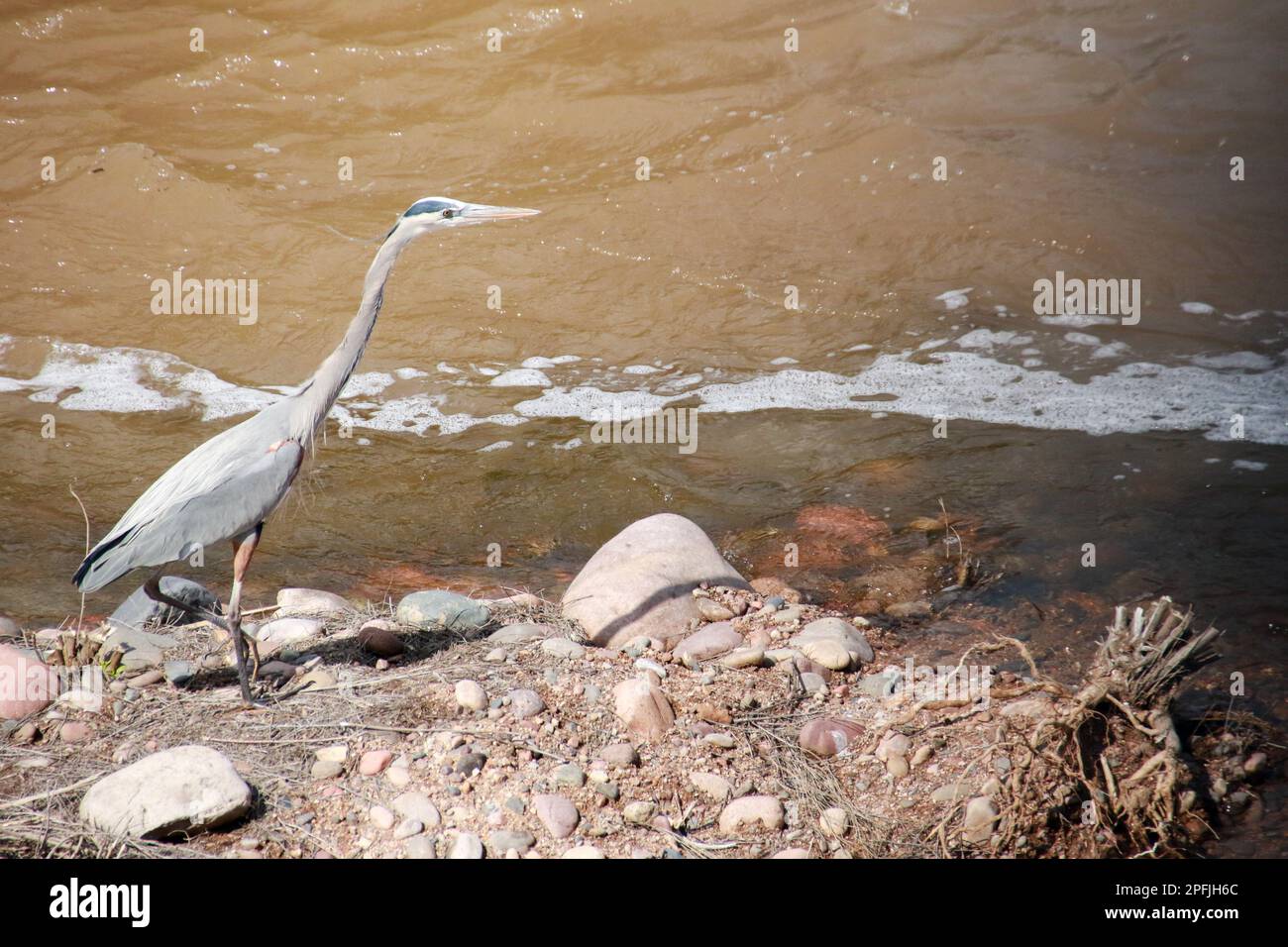 Great blue heron along the Salt River, Mesa, Arizona Stock Photo - Alamy