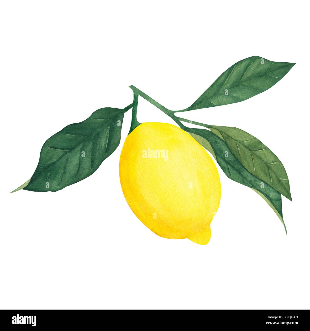 Watercolor botanical illlustration of lemon tree branch with fruits on ...