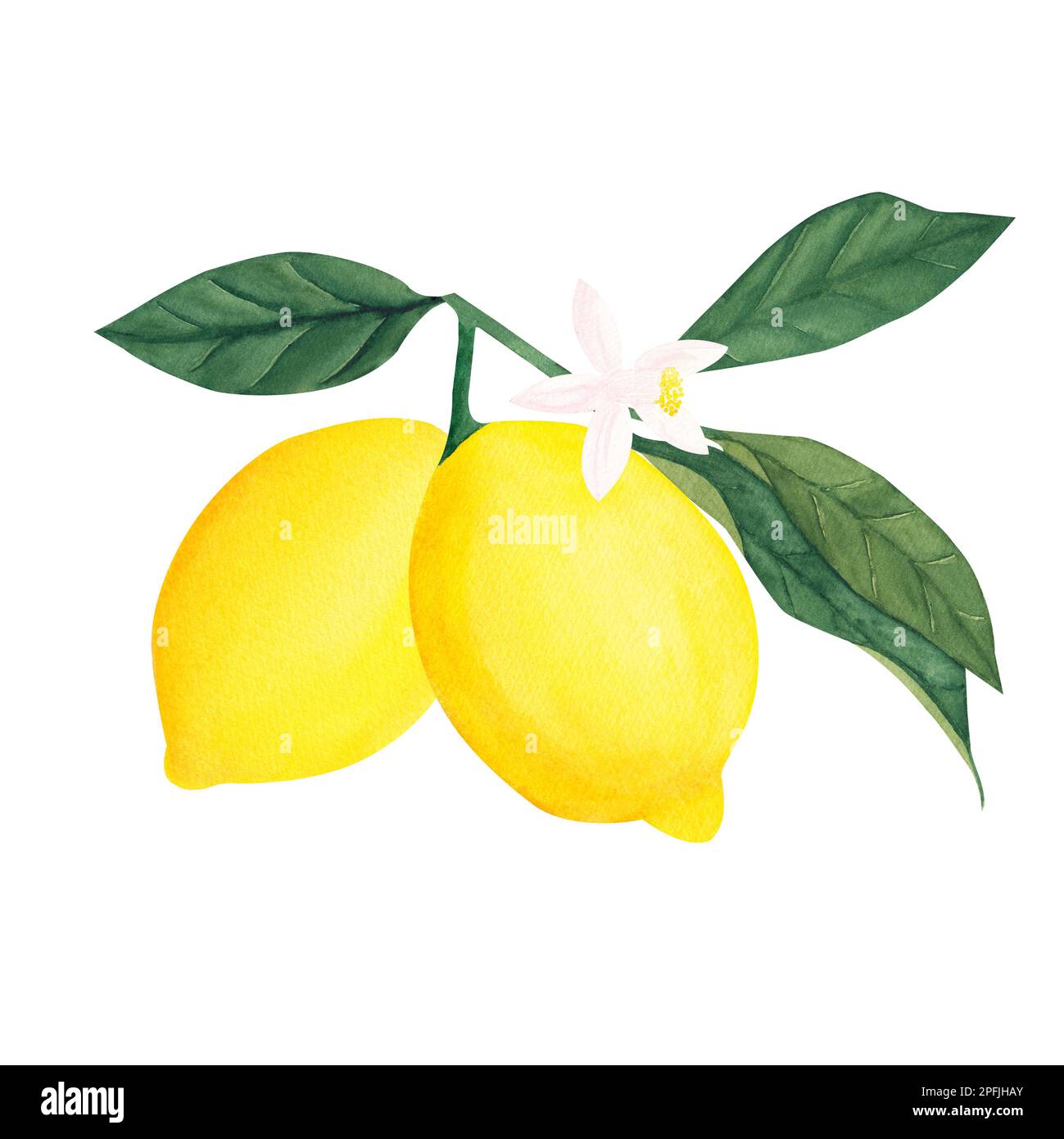 Watercolor botanical illlustration of lemon tree branch with fruits and ...