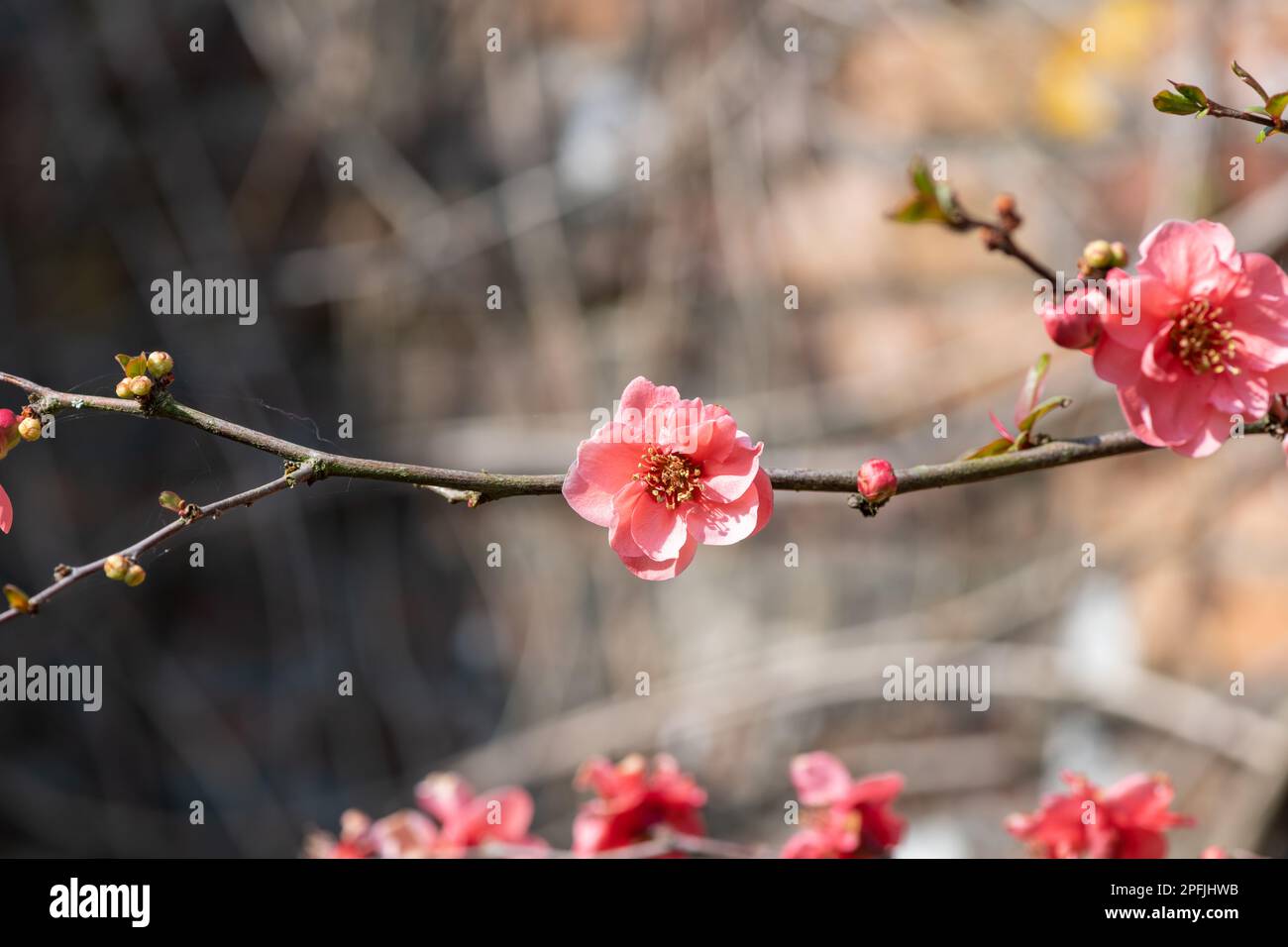Close up of pink flowers on a quince tree in bloom Stock Photo - Alamy