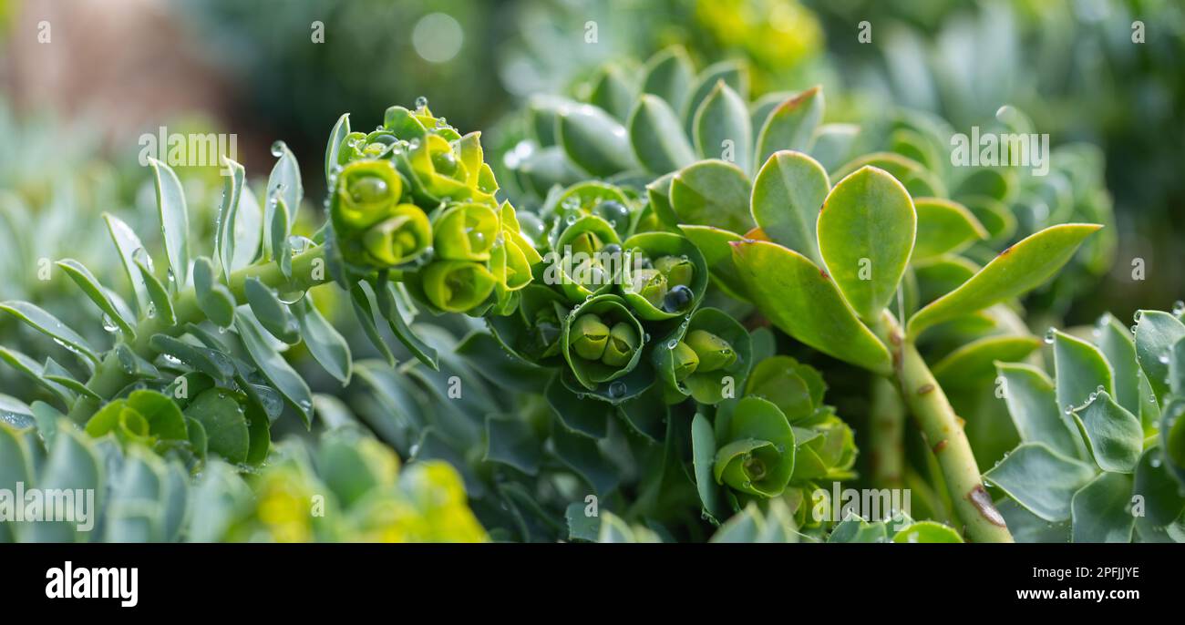 Euphorbia mysinites hi-res stock photography and images - Alamy