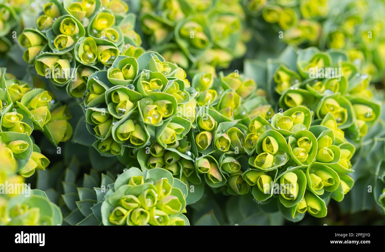 Close-up of a beautiful green Myrtle Spurge plant, Euphorbia mysinites ...