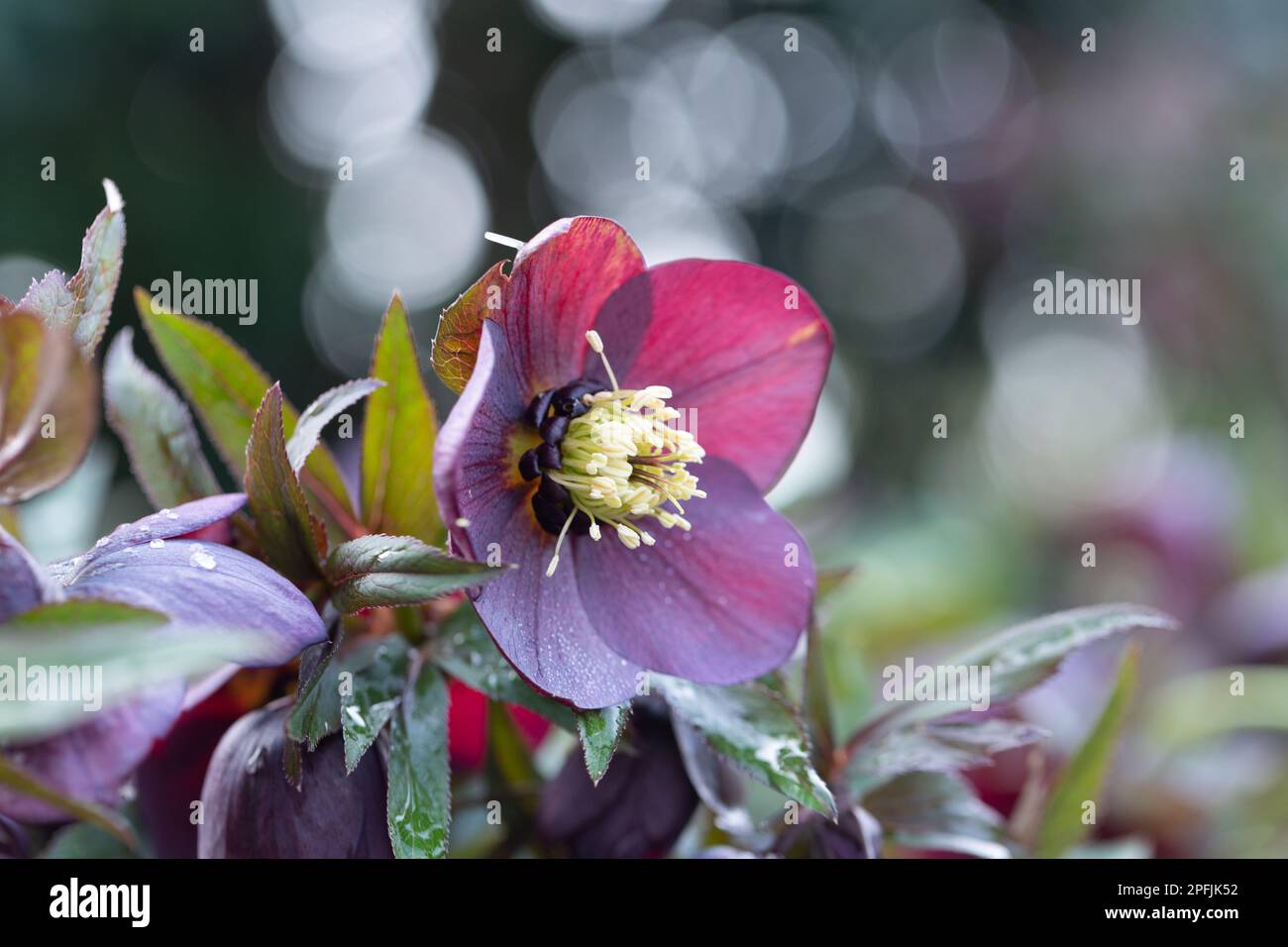 Smokey blue hi-res stock photography and images - Alamy