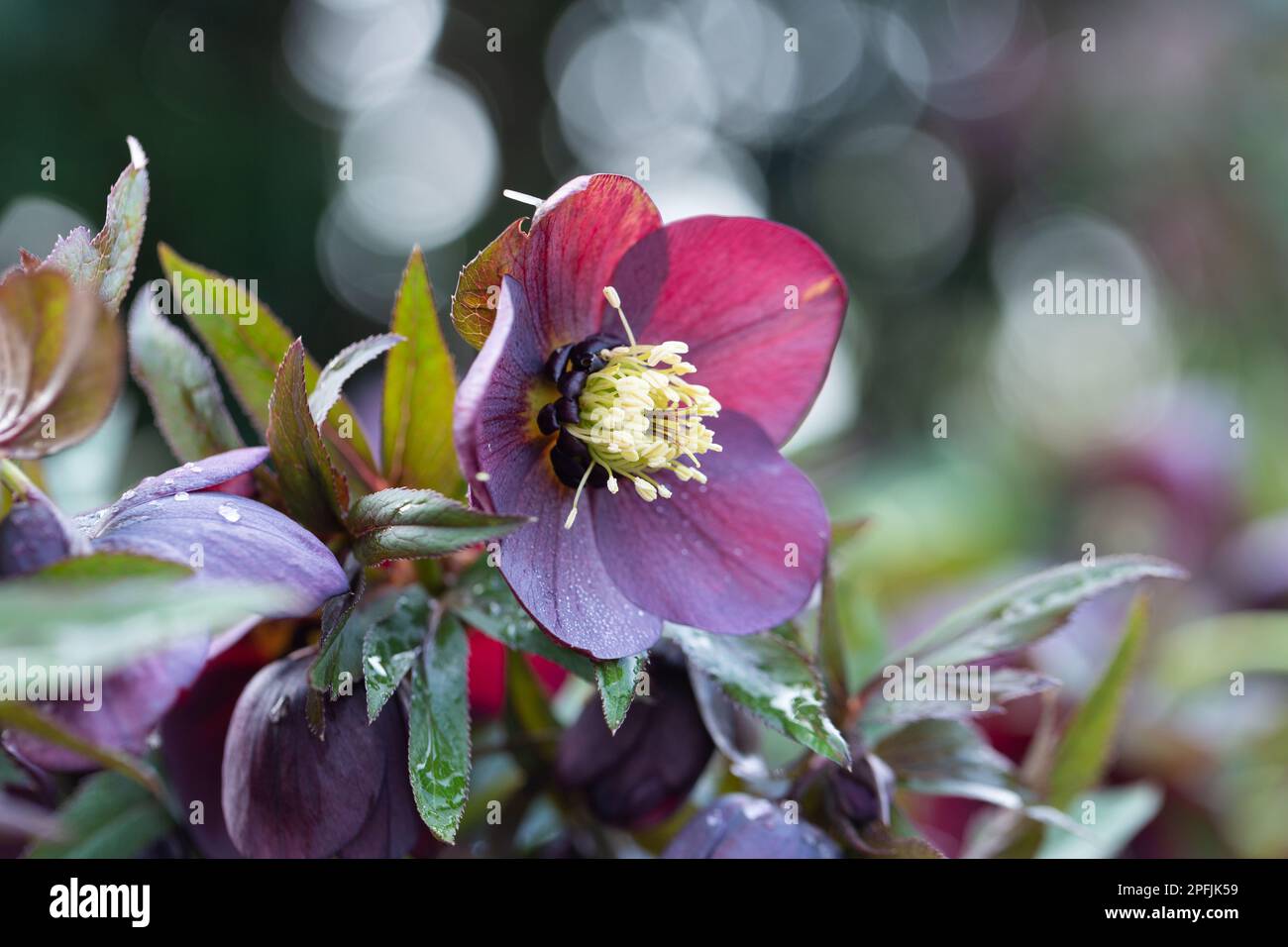 Helleborus x hybridus, 'Smokey Blue' variety Stock Photo - Alamy