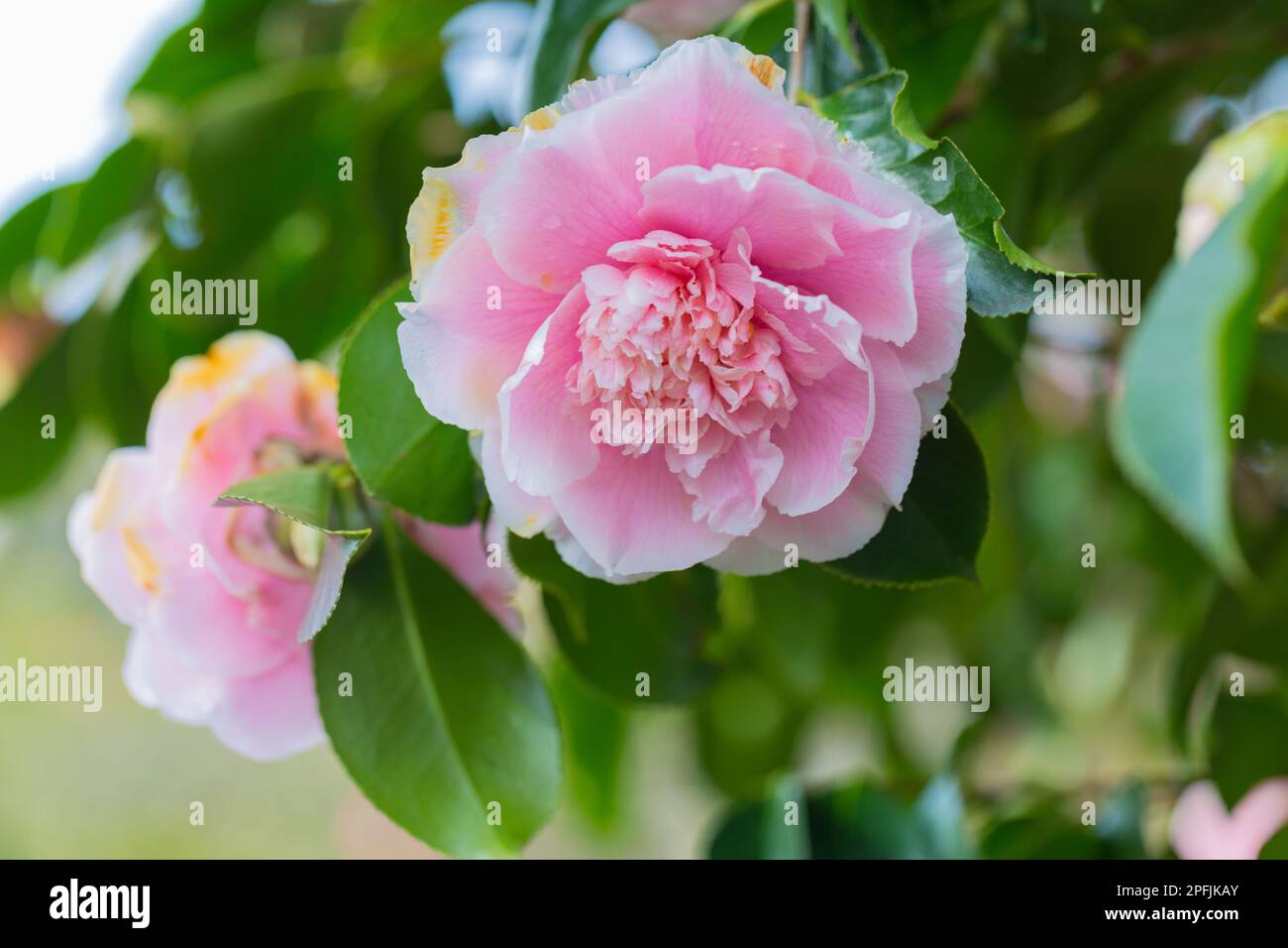 Close-up of beautiful pink Camellia flower, Camellia Japonica, 'CM ...